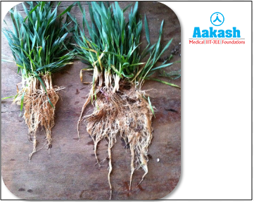 Root: Definition, Explanation, Characteristic features & Types | AESL